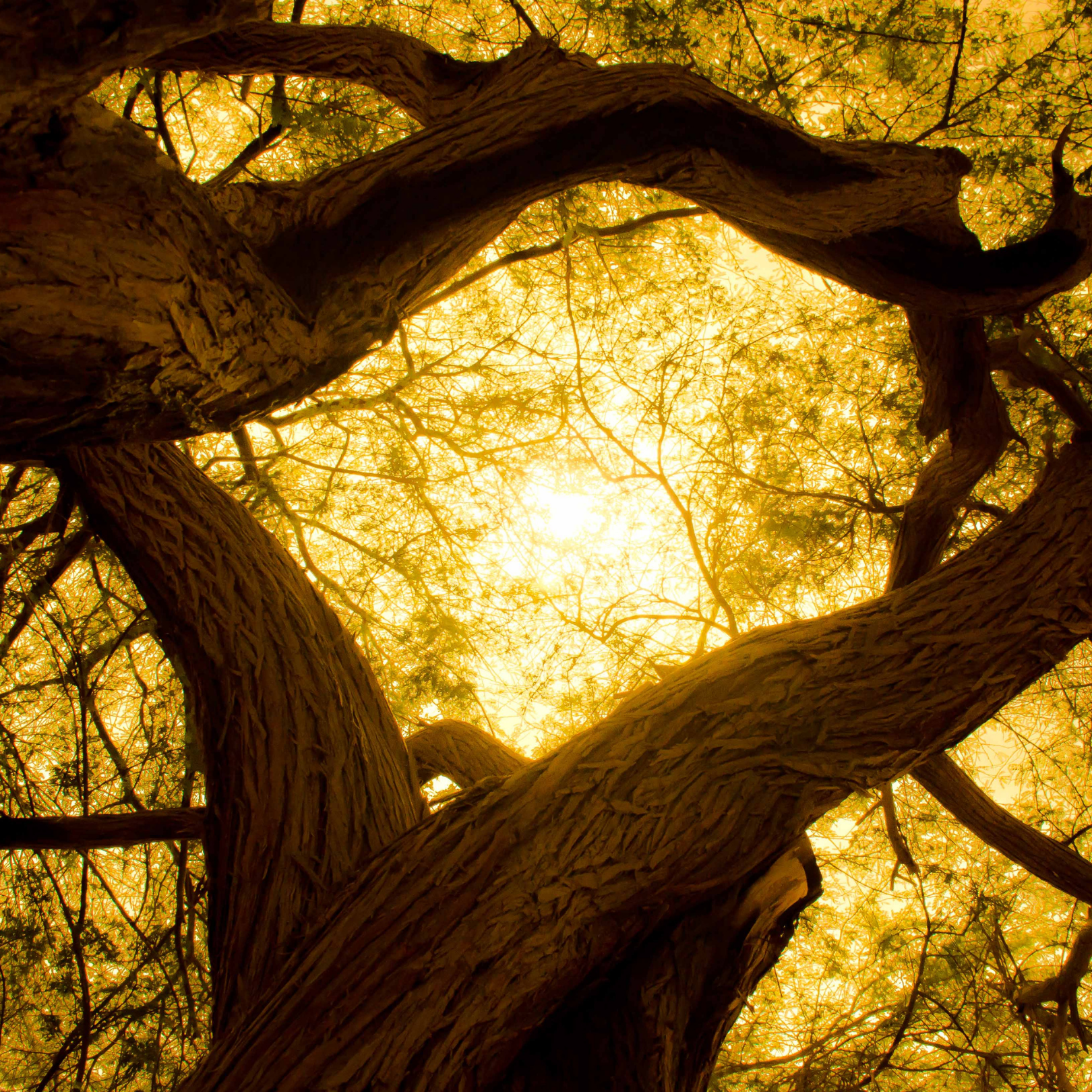 THE IMPORTANCE OF SUNLIGHT – JULIA'S WELLNESS TIPS